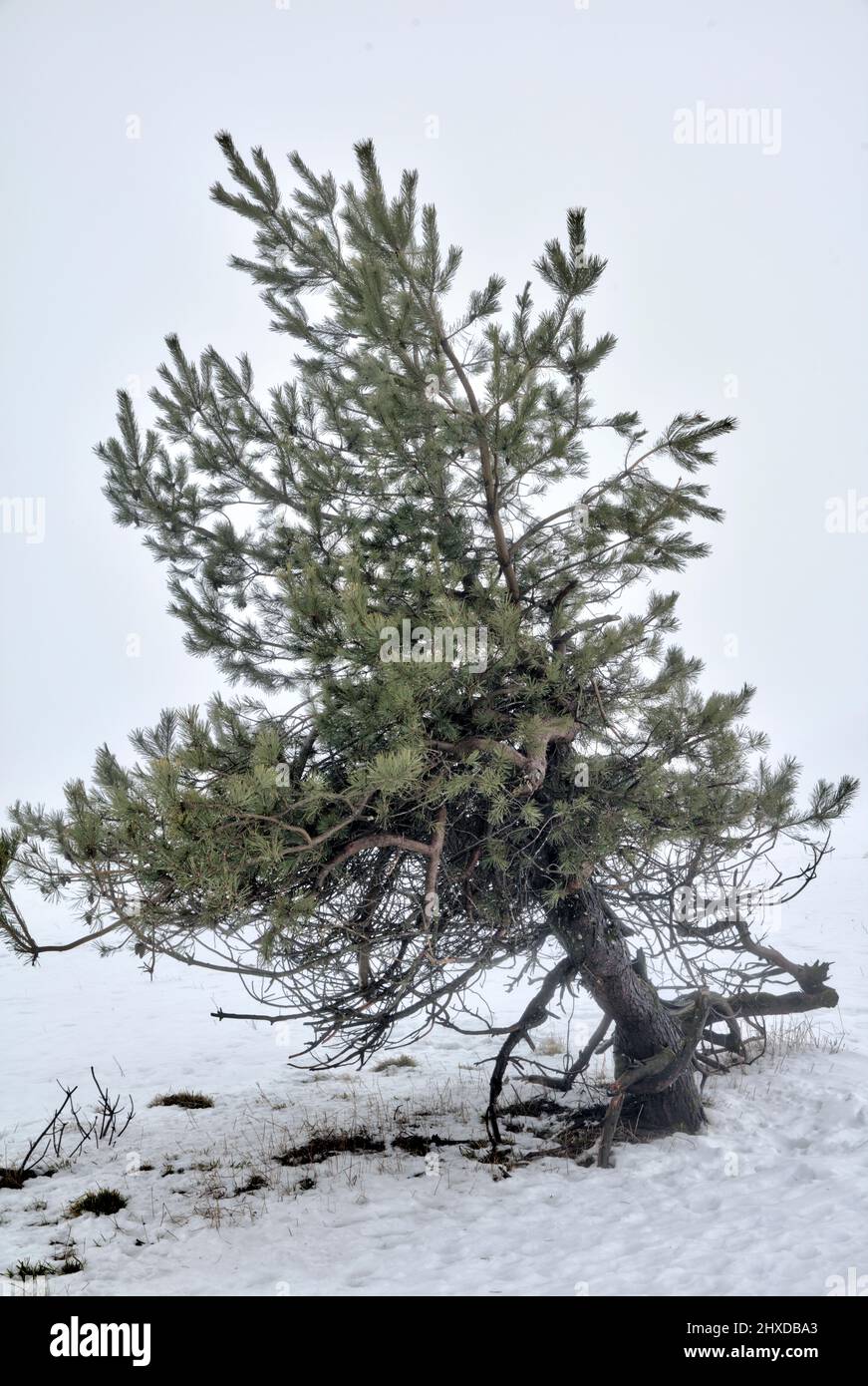 Winter, tree, fog, hoarfrost, frost, snow, chorn hedge, Rhön, Bavaria ...