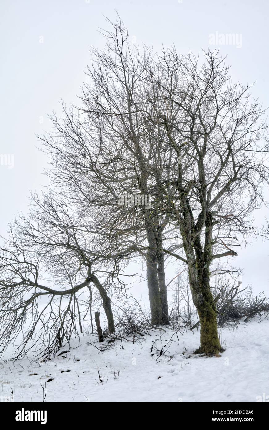 Winter, tree, fog, hoarfrost, frost, snow, chorn hedge, Rhön, Bavaria ...