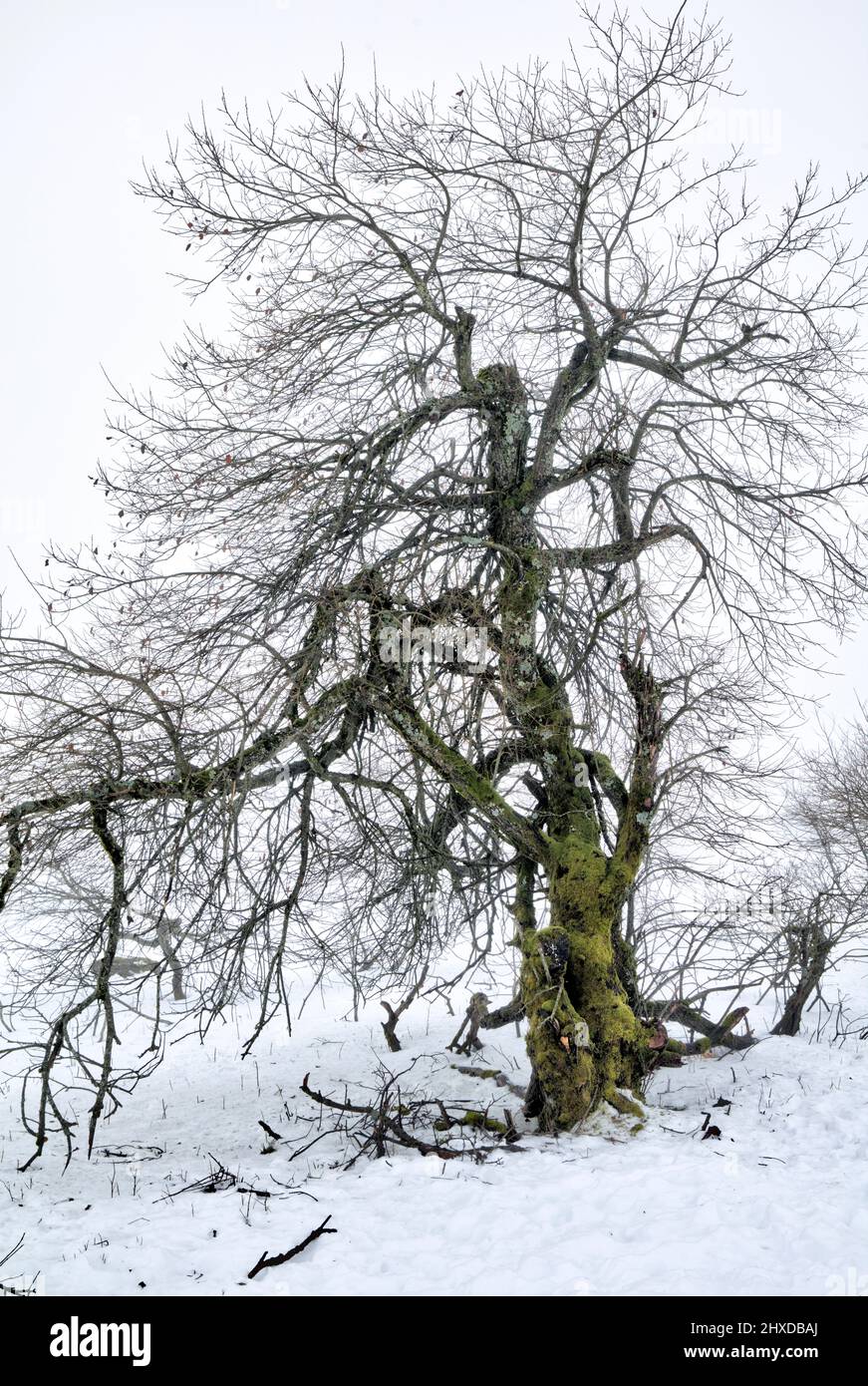 Winter, tree, fog, hoarfrost, frost, snow, chorn hedge, Rhön, Bavaria ...