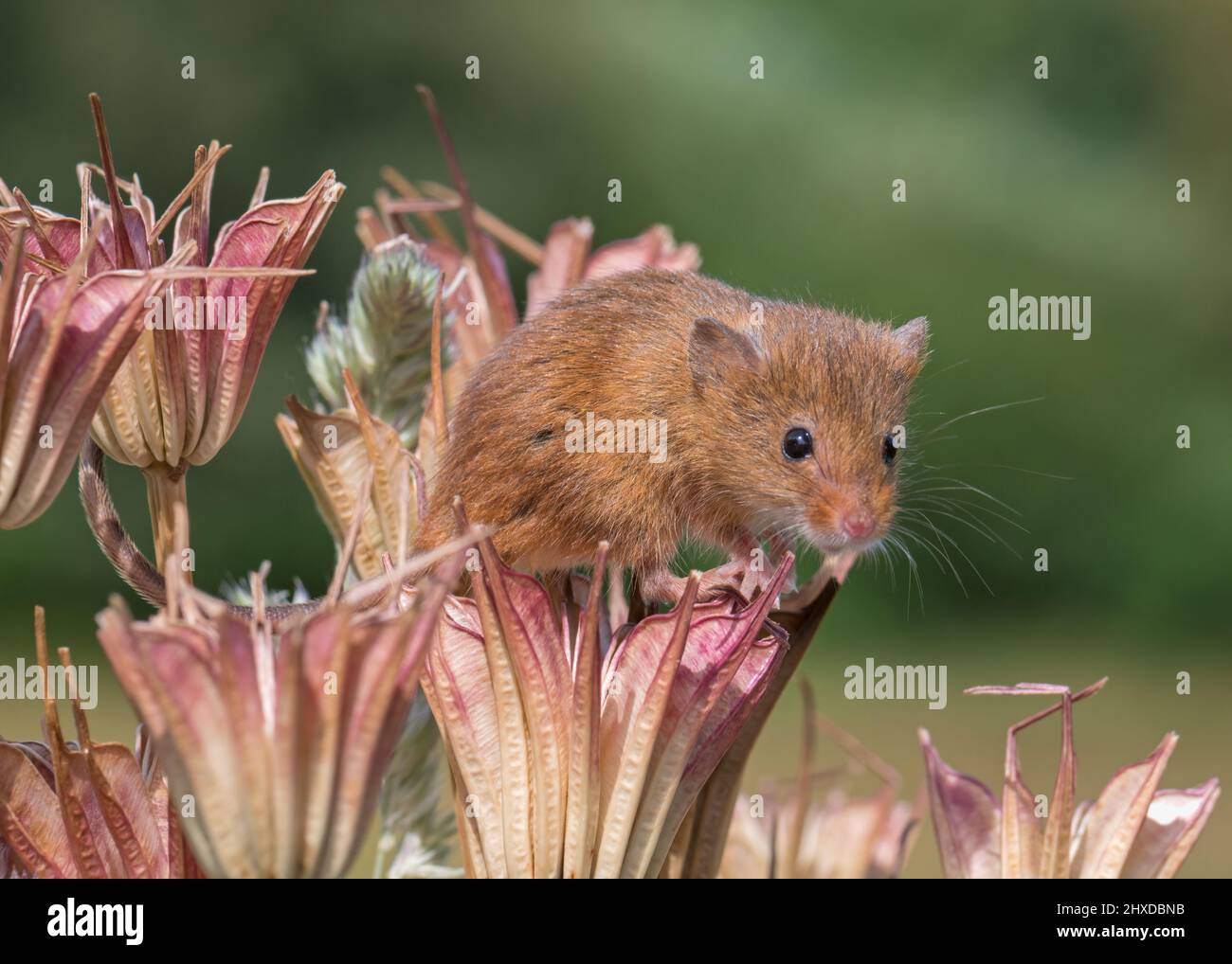Cute little harvest mice at Dean Mason's 'Windows on Wildlife' woodland ...