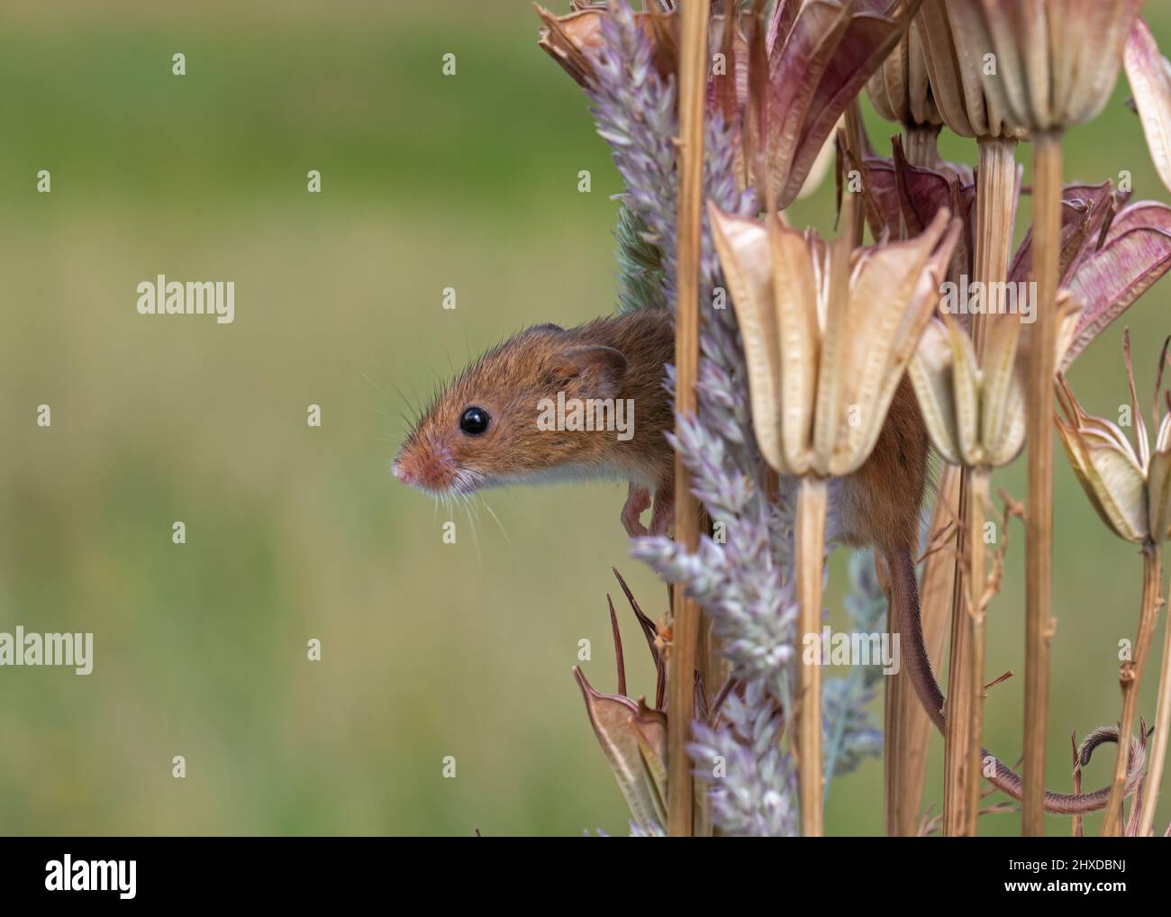 Cute little harvest mice at Dean Mason's 'Windows on Wildlife' woodland ...