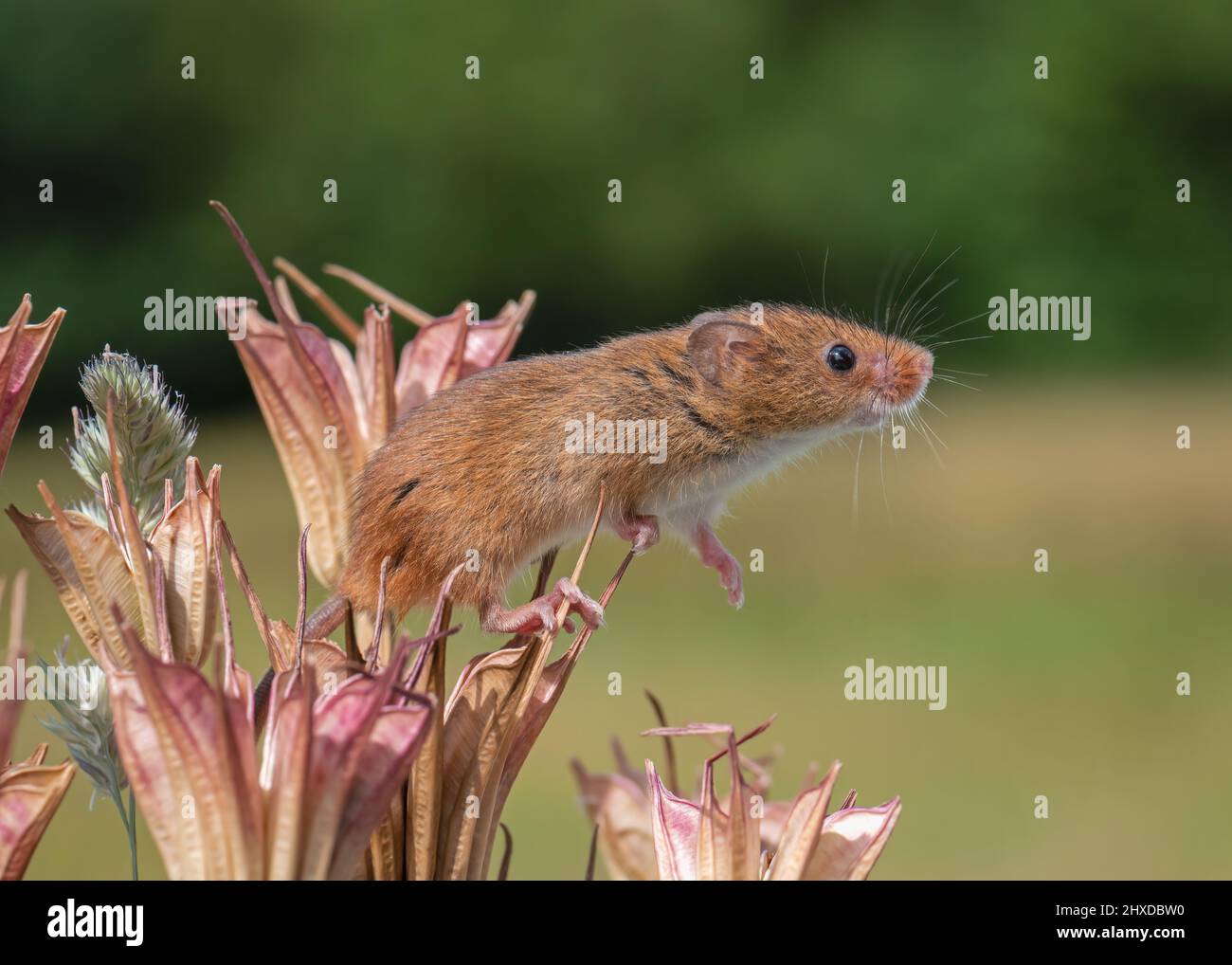 Cute little harvest mice at Dean Mason's 'Windows on Wildlife' woodland ...