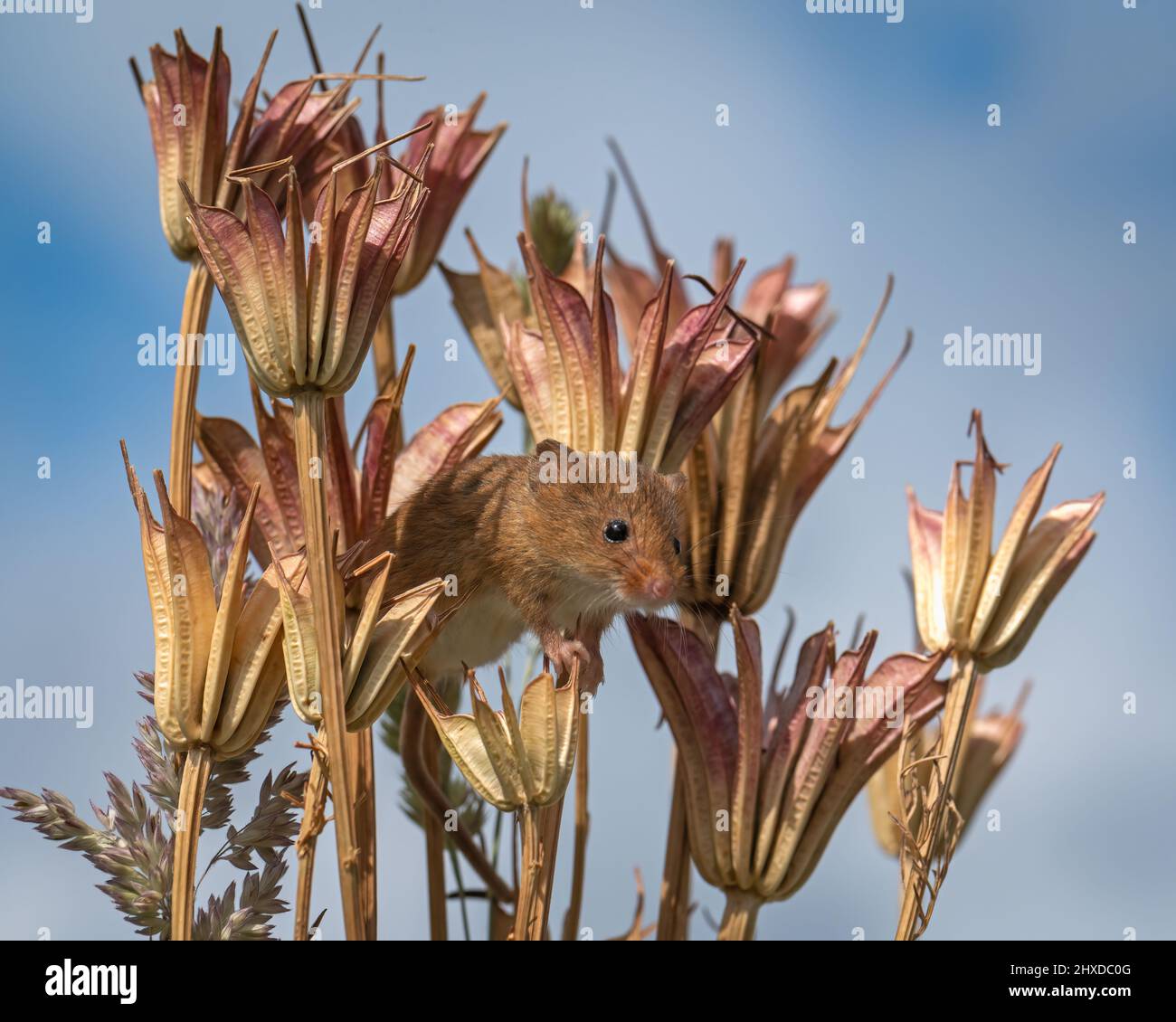 Cute little harvest mice at Dean Mason's 'Windows on Wildlife' woodland ...