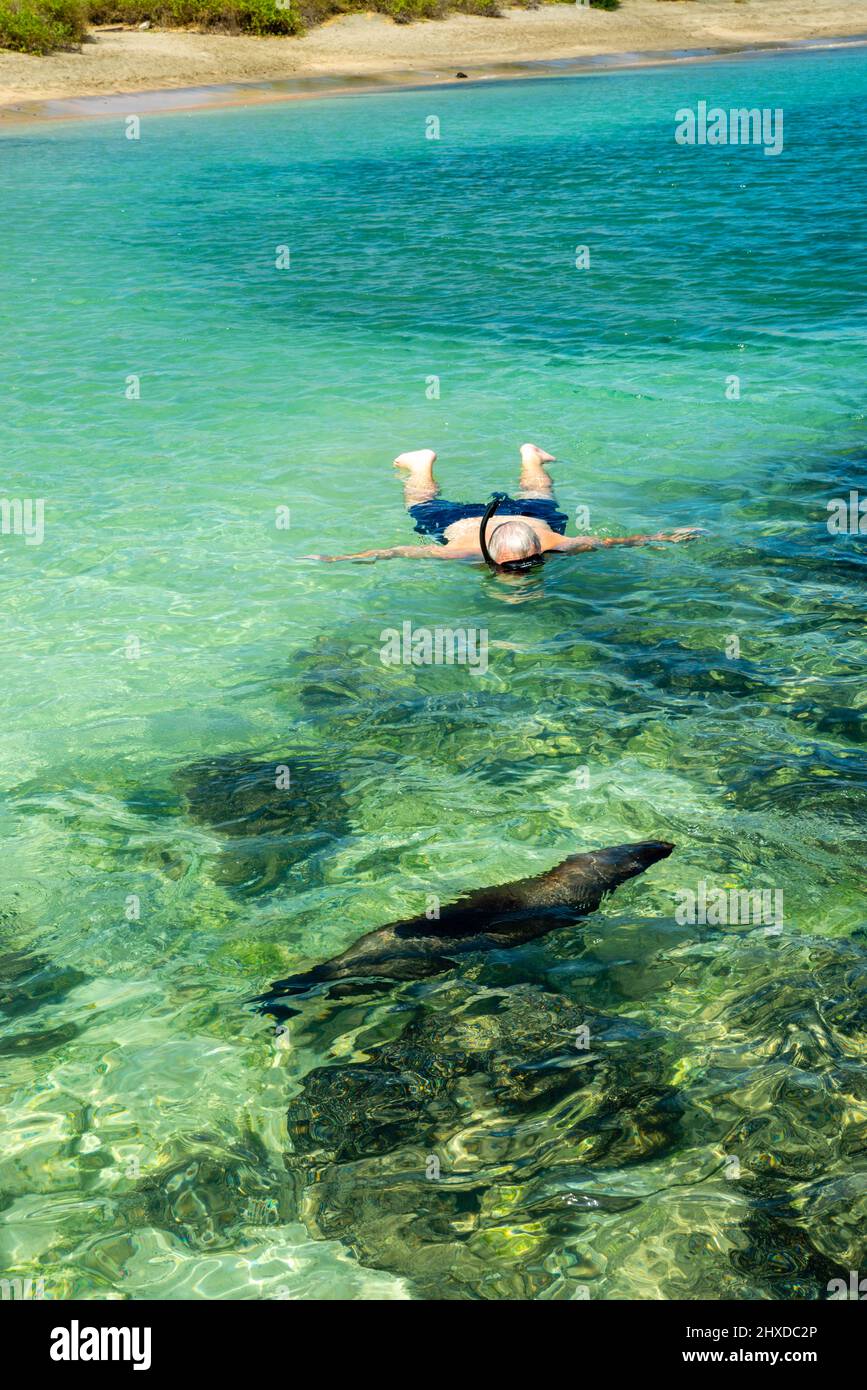 A tourist snorkels with a frolicking Galapagos sea lion. Post Office ...