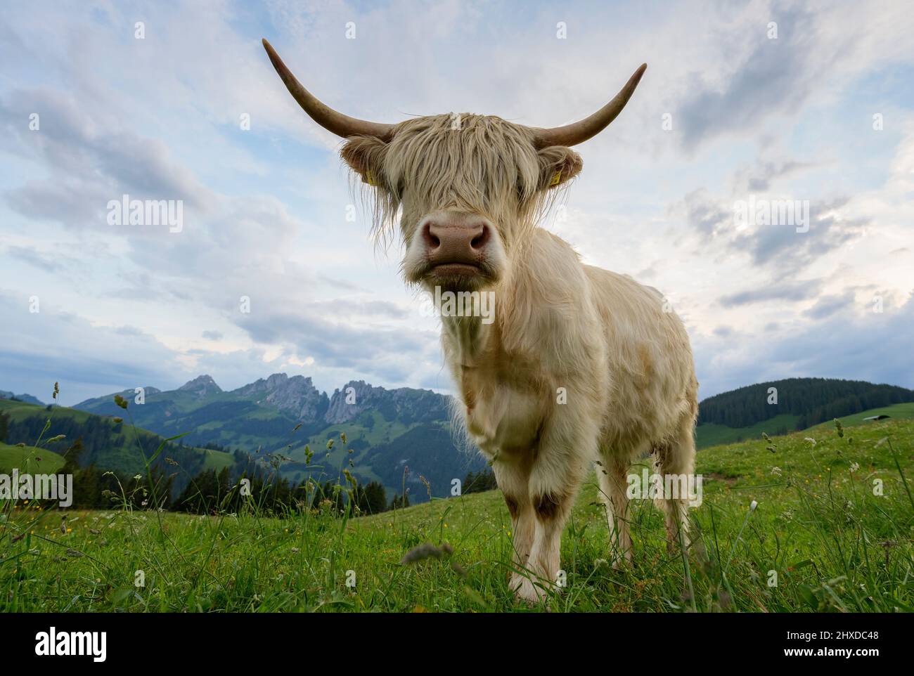 Pass of the cattle hi-res stock photography and images - Alamy