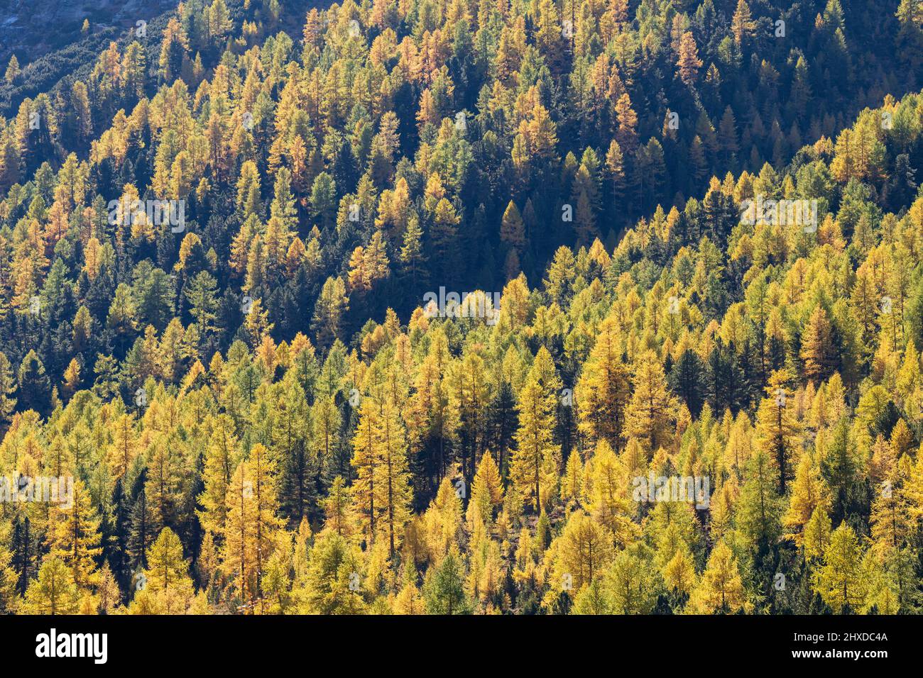 Europe, Switzerland, Canton Grisons, Engadine, Golden Autumn Stock ...