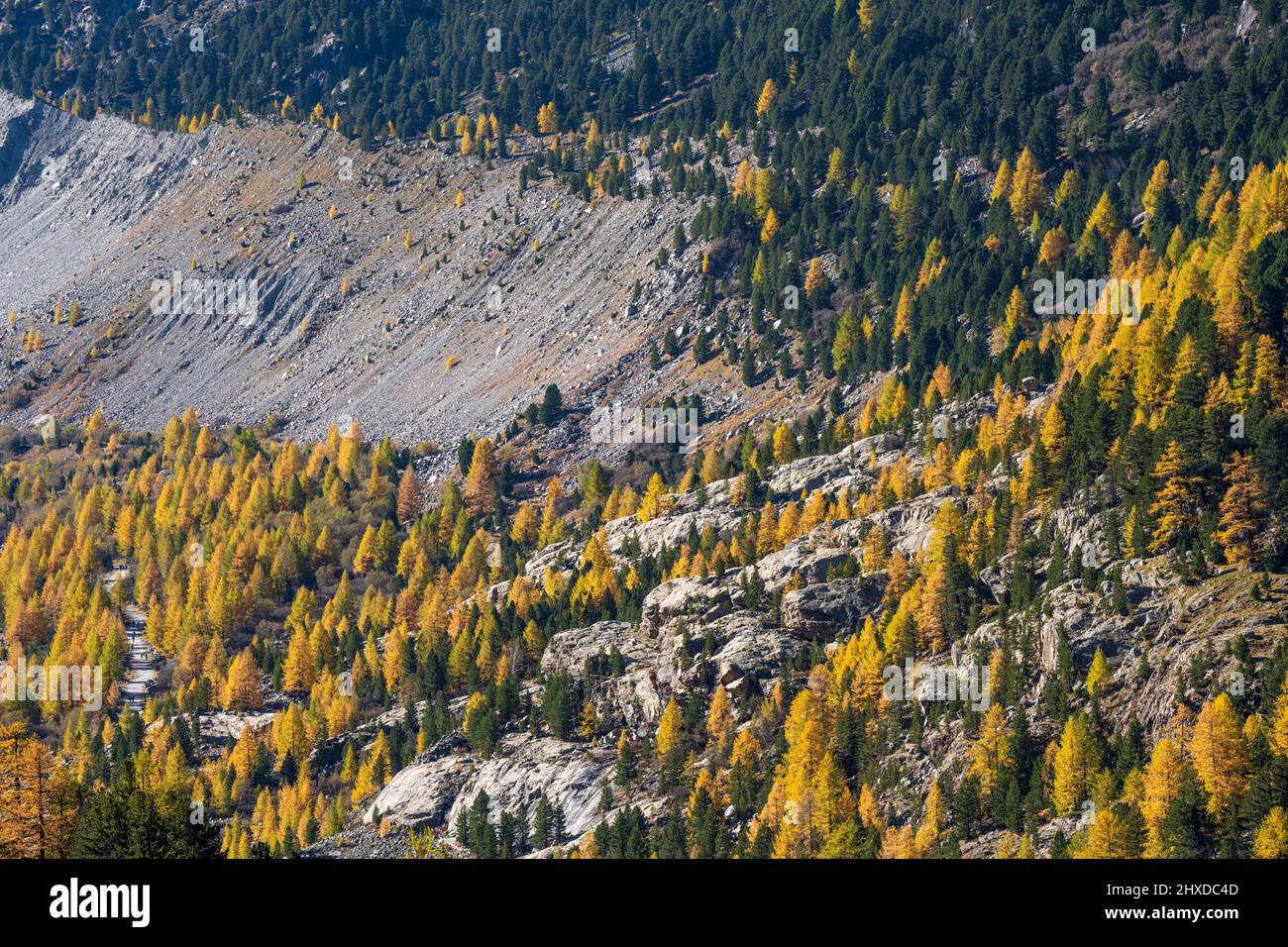 Europe, Switzerland, Canton Grisons, Engadine, Golden Autumn Stock ...
