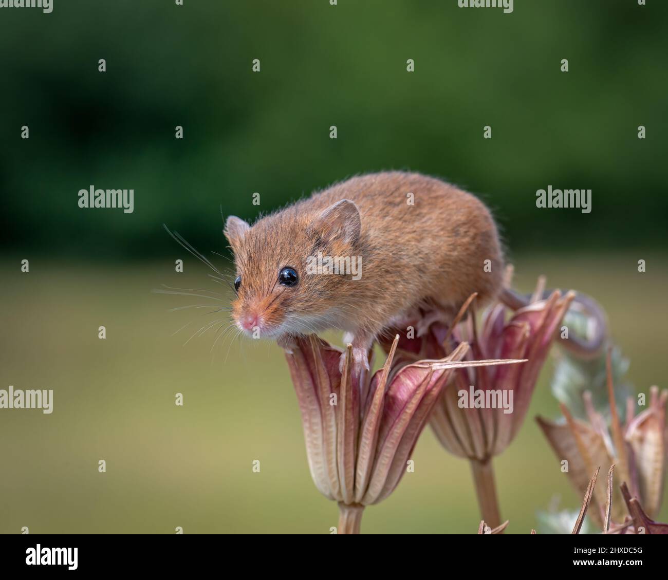 Cute little harvest mice at Dean Mason's 'Windows on Wildlife' woodland ...