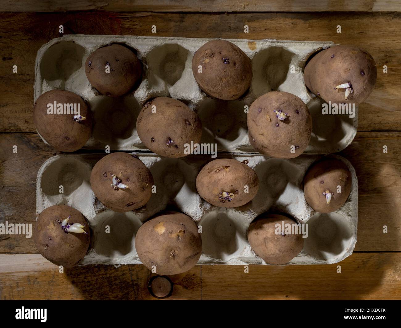 Chitting second-early, Kestrel seed potatoes in egg cartons Stock Photo ...