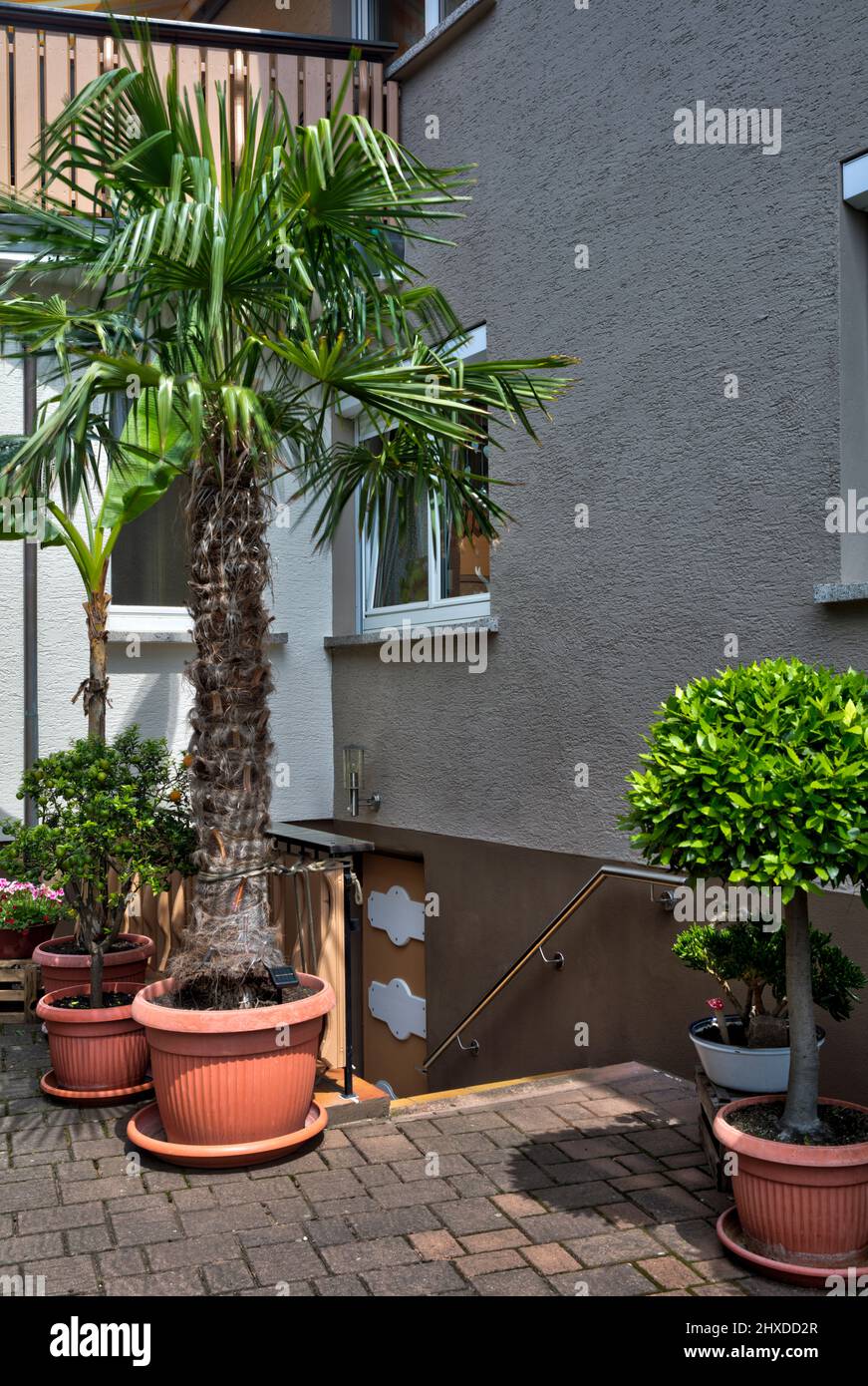 Palm trees, palm collection, garden, architecture, idyll, summer ...