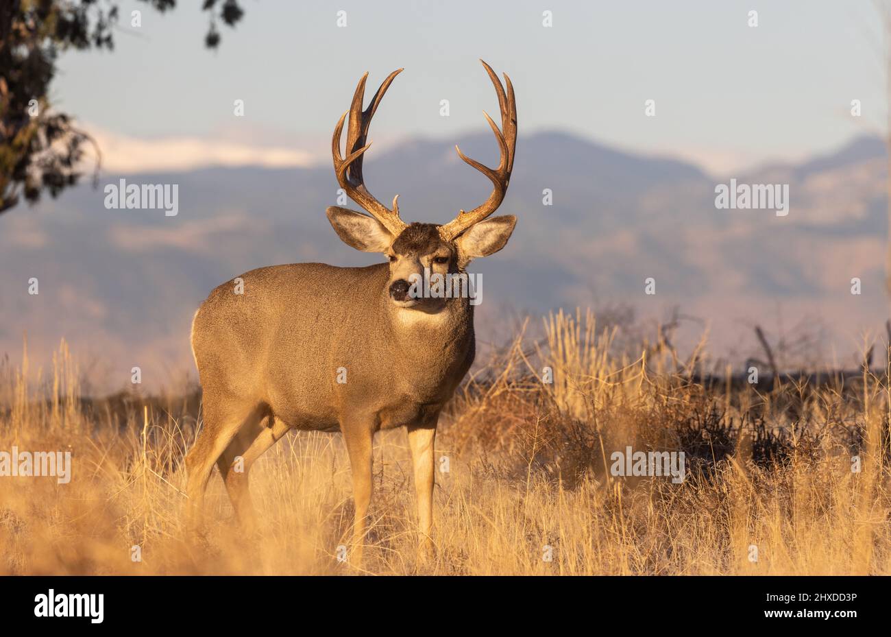 Mule Deer Buck in Autumn in Colorado Stock Photo - Alamy
