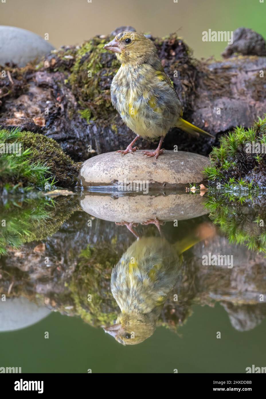 A green finch at Dean Mason's 'Windows on Wildlife' woodland reflection ...