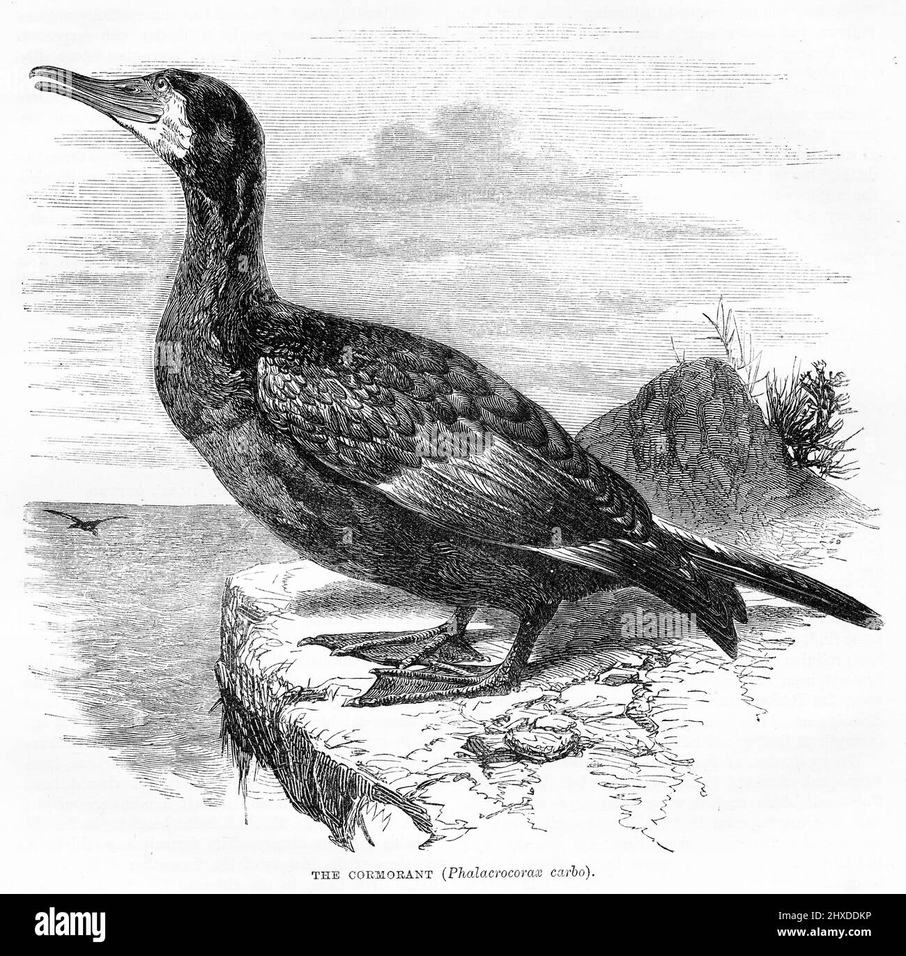 Engraving of the great cormorant (Phalacrocorax carbo), circa 1880 ...