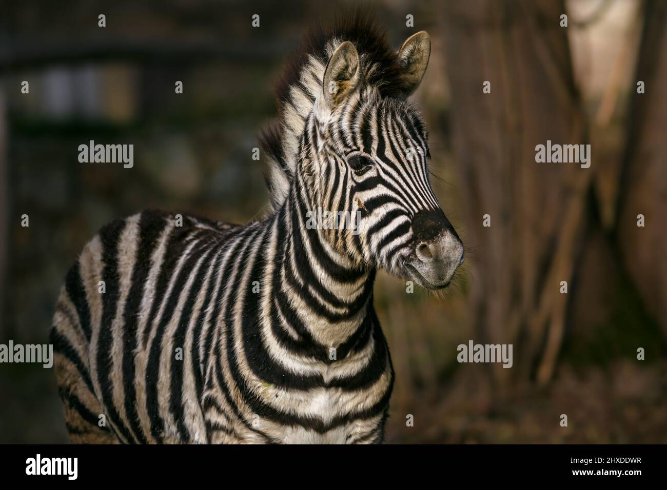 Zebra in zoo hi-res stock photography and images - Alamy