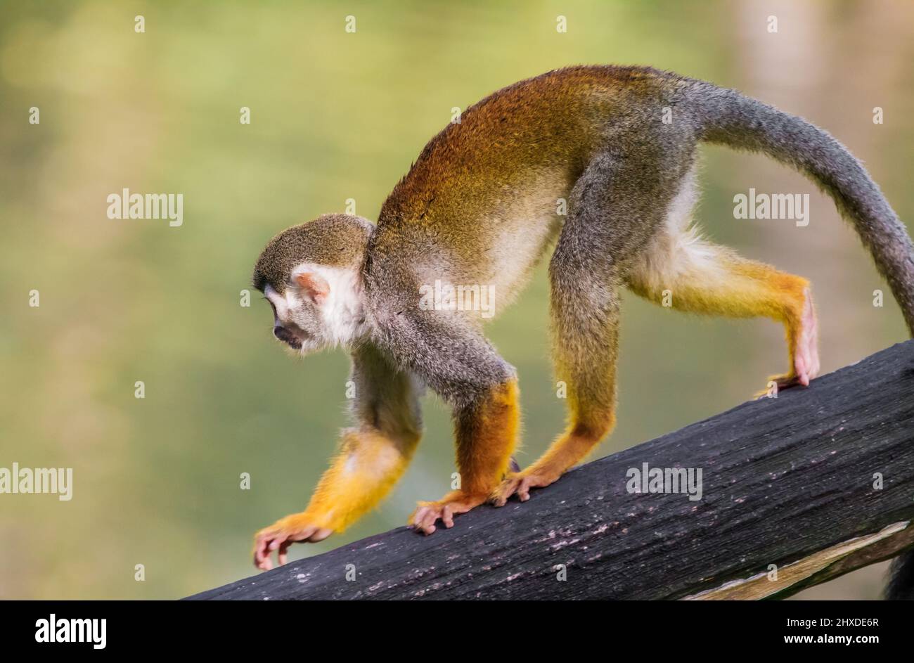 Monkey snout hi-res stock photography and images - Alamy