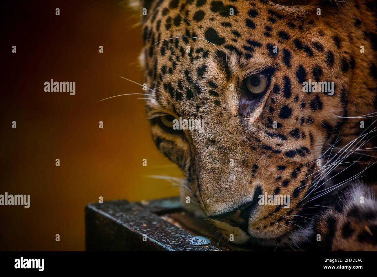 Persian tiger hi-res stock photography and images - Alamy