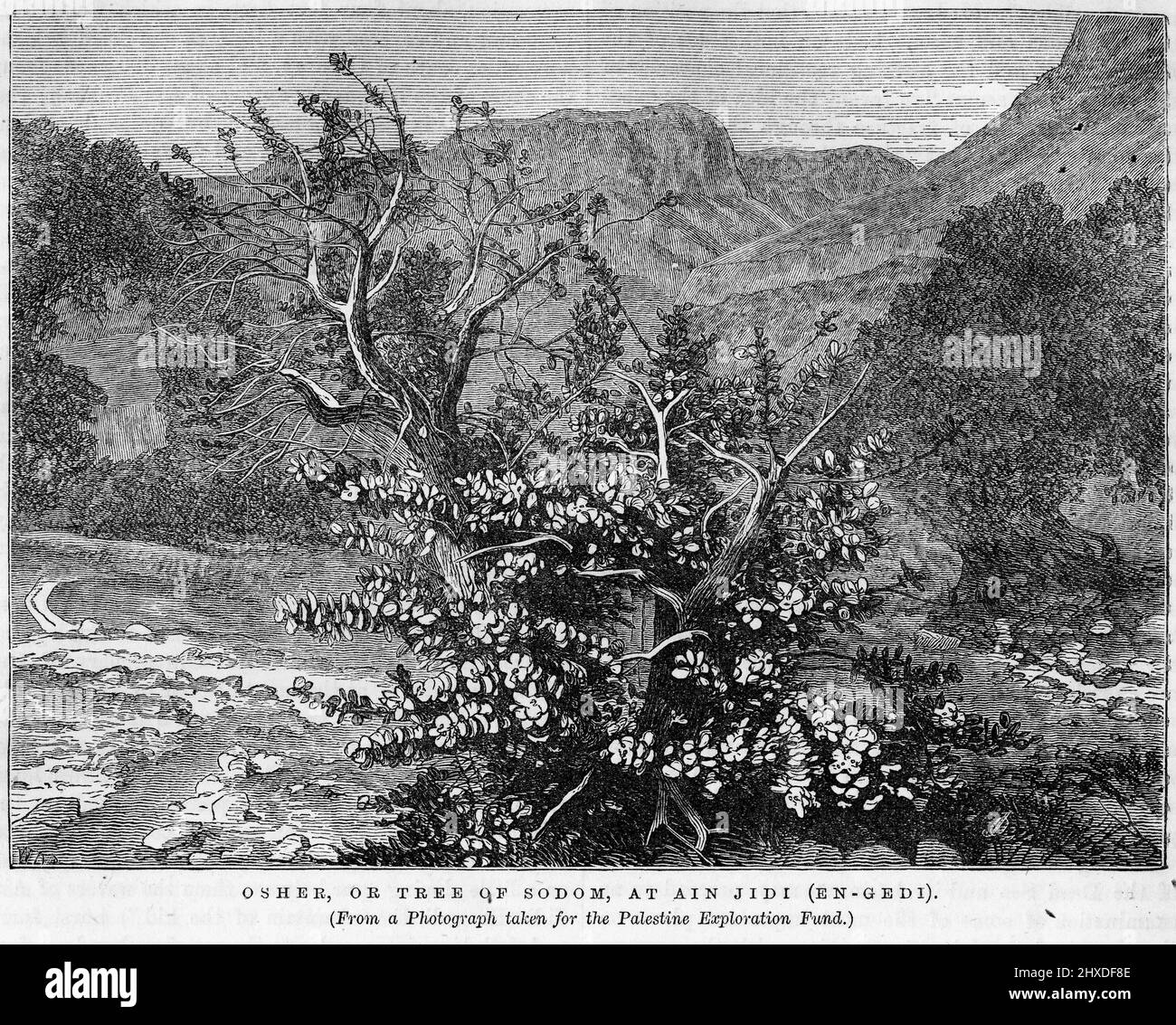 Engraving of Osher, or the Tree of Sodom, at Ain Jidi or En-Gedi in ...