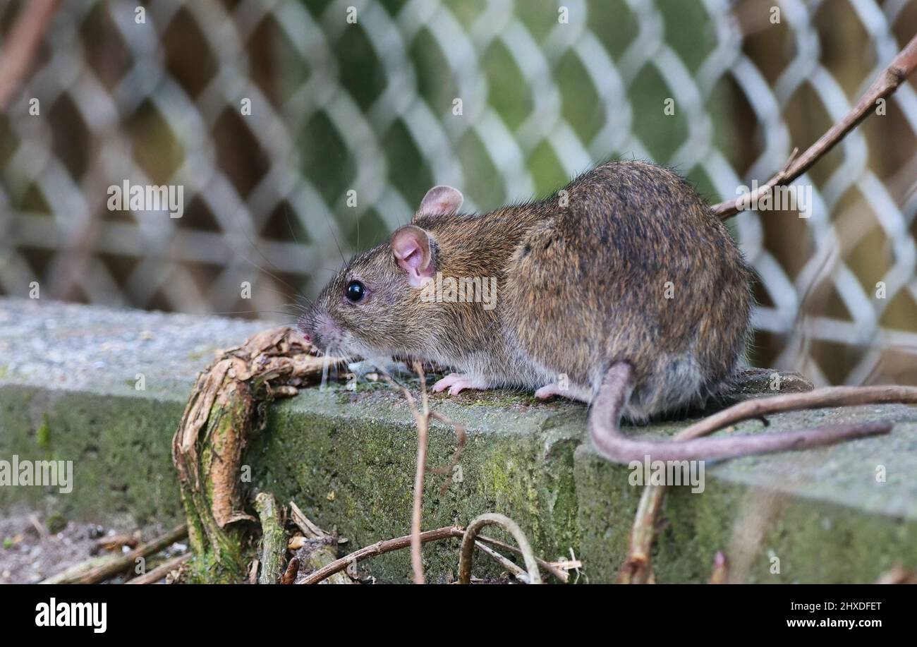 Berlin, Germany. 10th Mar, 2022. 10.03.2022, Berlin. A Norway rat ...