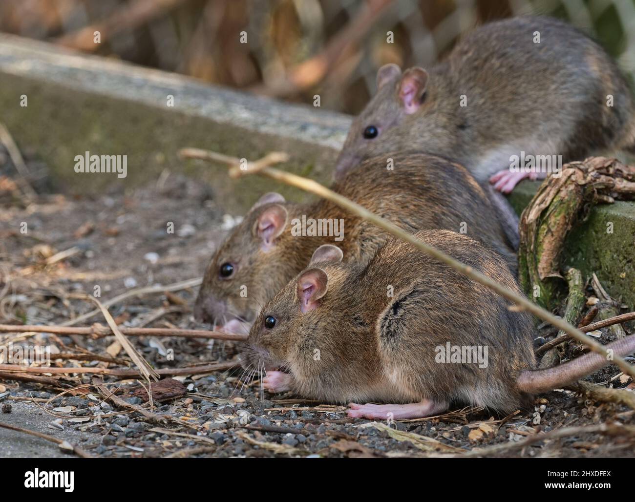 2022 vectors hi-res stock photography and images - Alamy