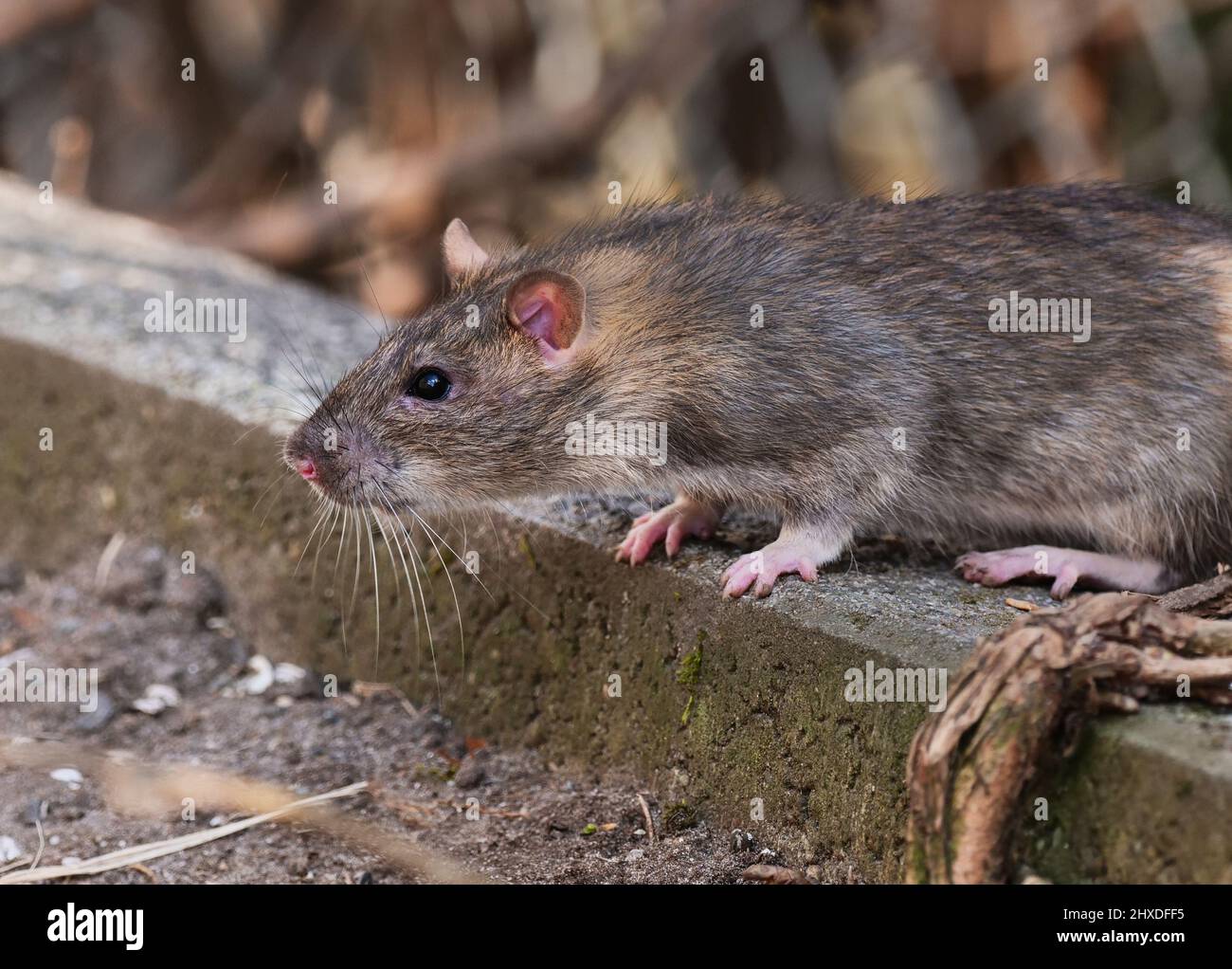 Berlin, Germany. 10th Mar, 2022. 10.03.2022, Berlin. A Norway rat ...