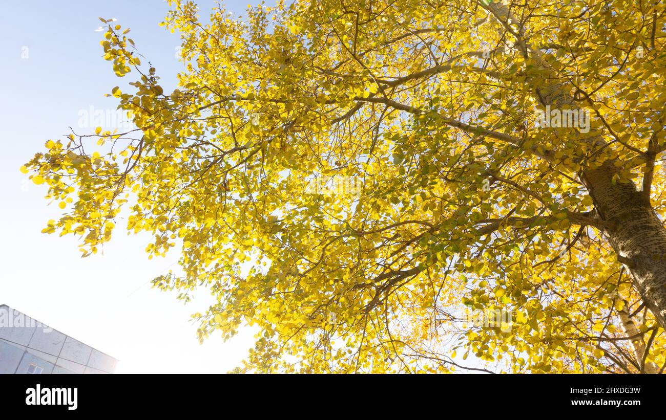 Autumn golden tree against the white sky Stock Photo - Alamy