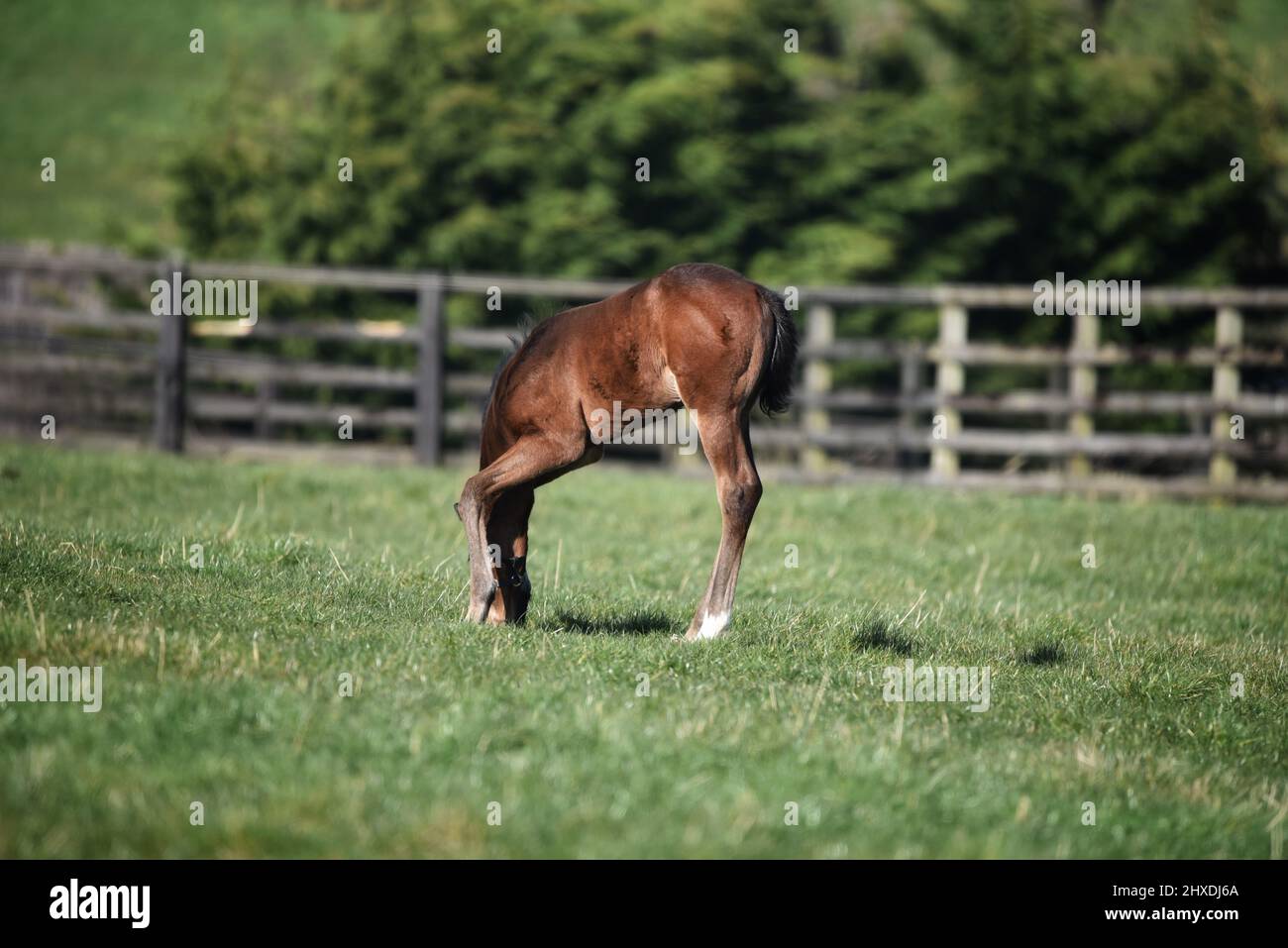 Equine portrait photography hi-res stock photography and images - Alamy