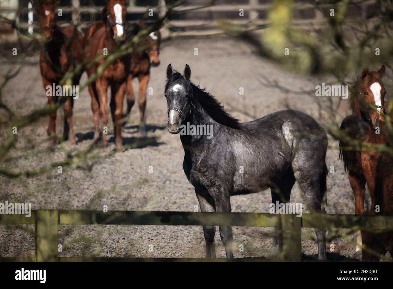 Horse breeding thoroughbred hi-res stock photography and images - Alamy