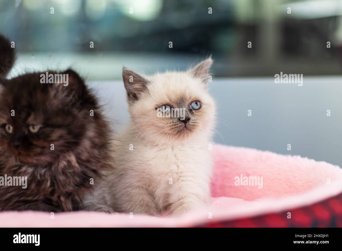Fluffy cute cat with colorful eyes Stock Photo - Alamy