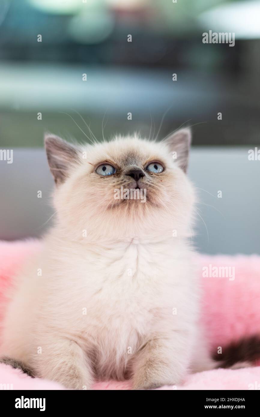 Fluffy cute cat with colorful eyes Stock Photo - Alamy