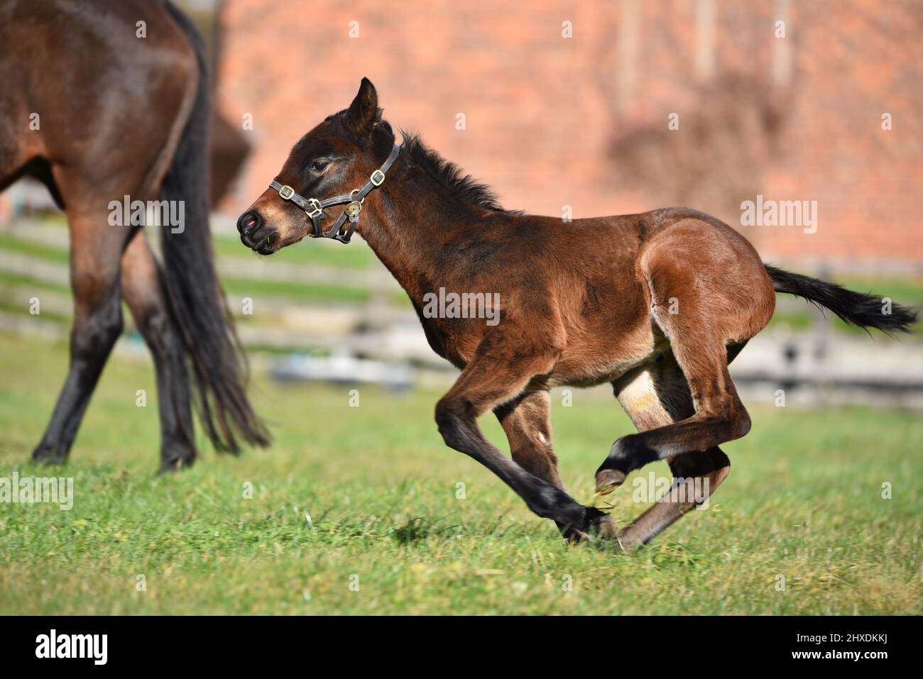 Portrait of Thoroughbreds foal in the field Stock Photo - Alamy