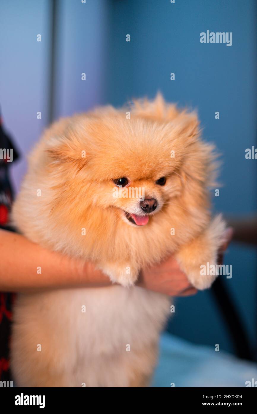 Small cute pomeranian puppy Stock Photo - Alamy