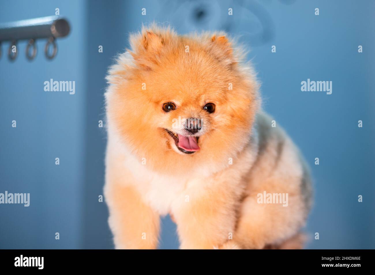 Small cute pomeranian puppy Stock Photo - Alamy