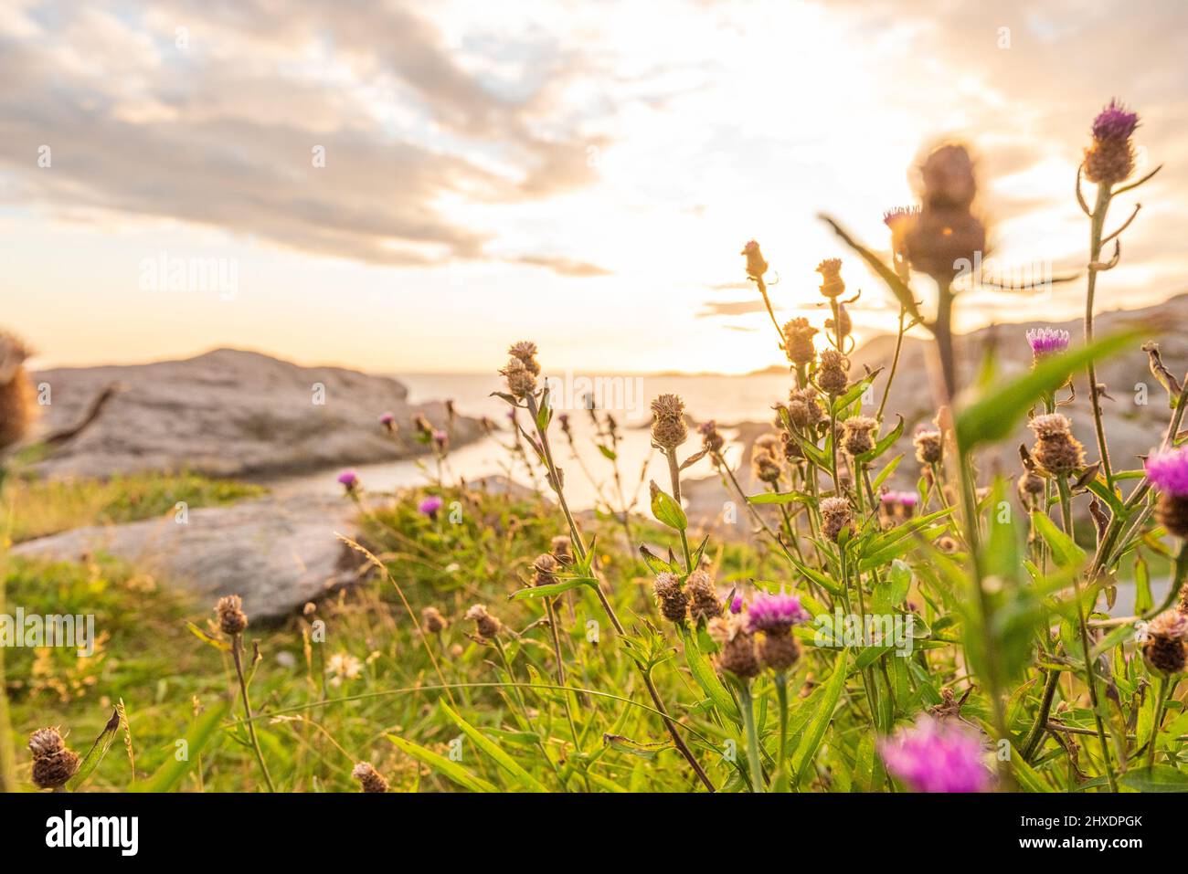 Flora on the white cliffs hi-res stock photography and images - Alamy
