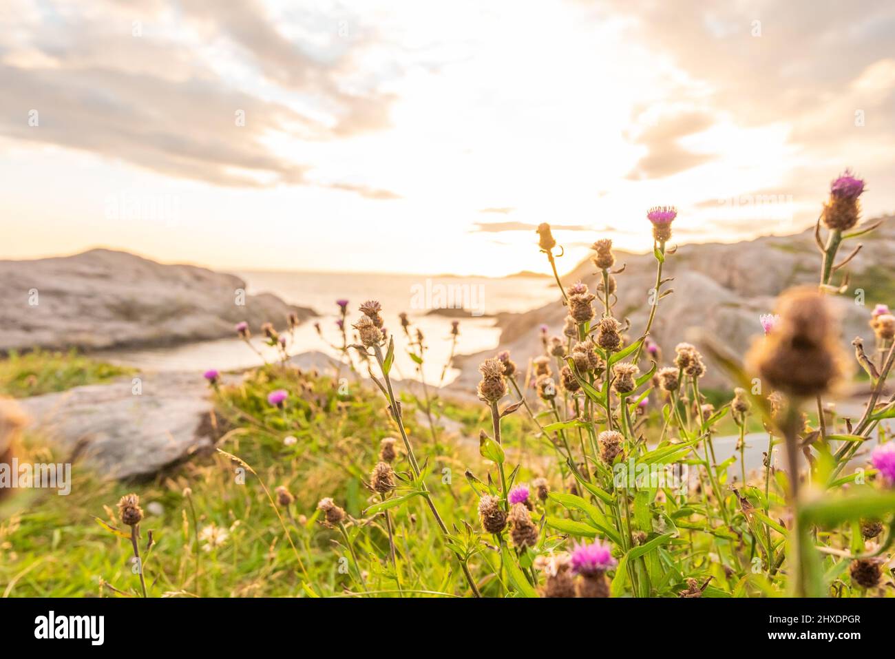Flora on the white cliffs hi-res stock photography and images - Alamy