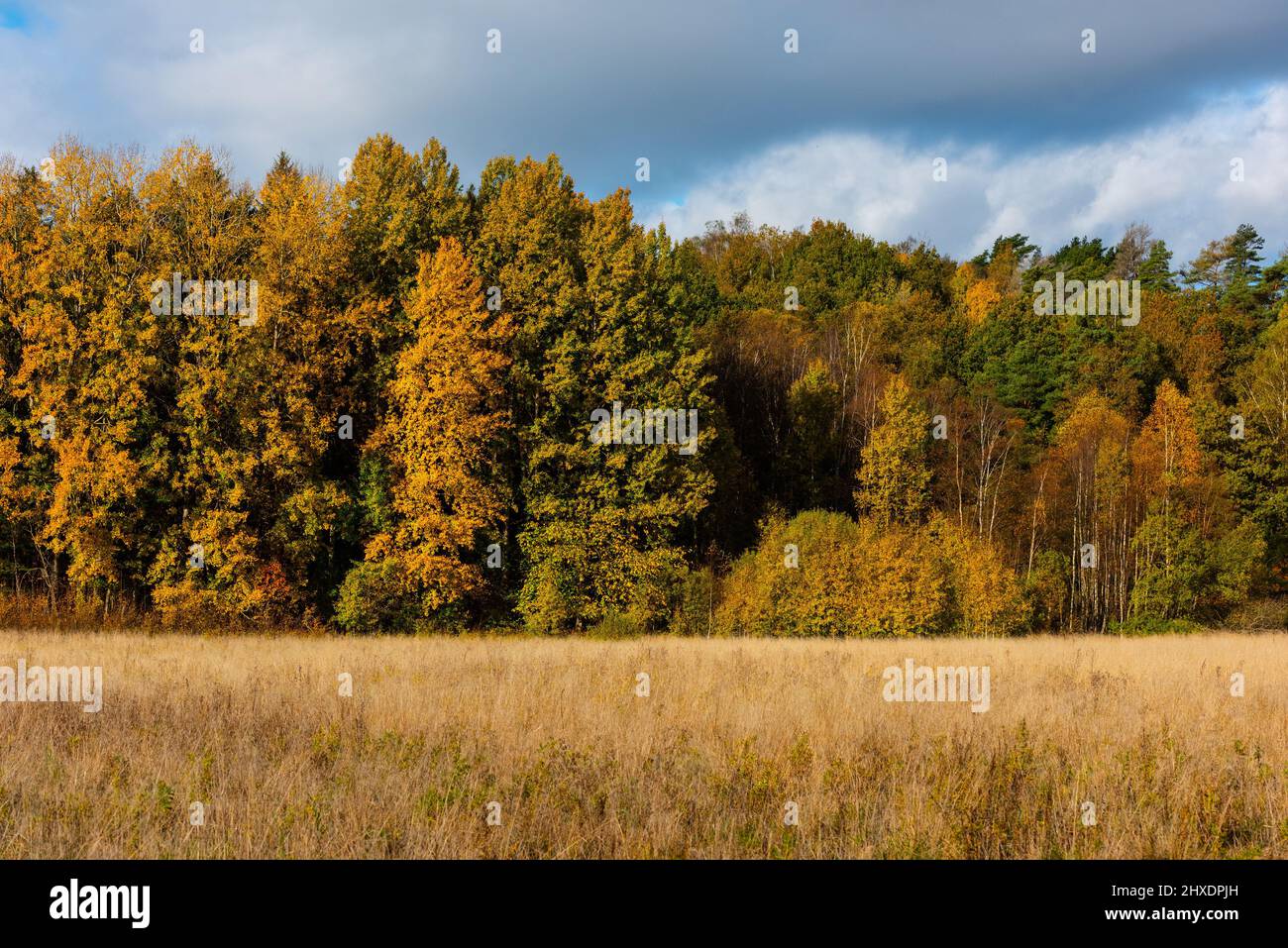 Fall colored trees on the other side of a field Stock Photo - Alamy