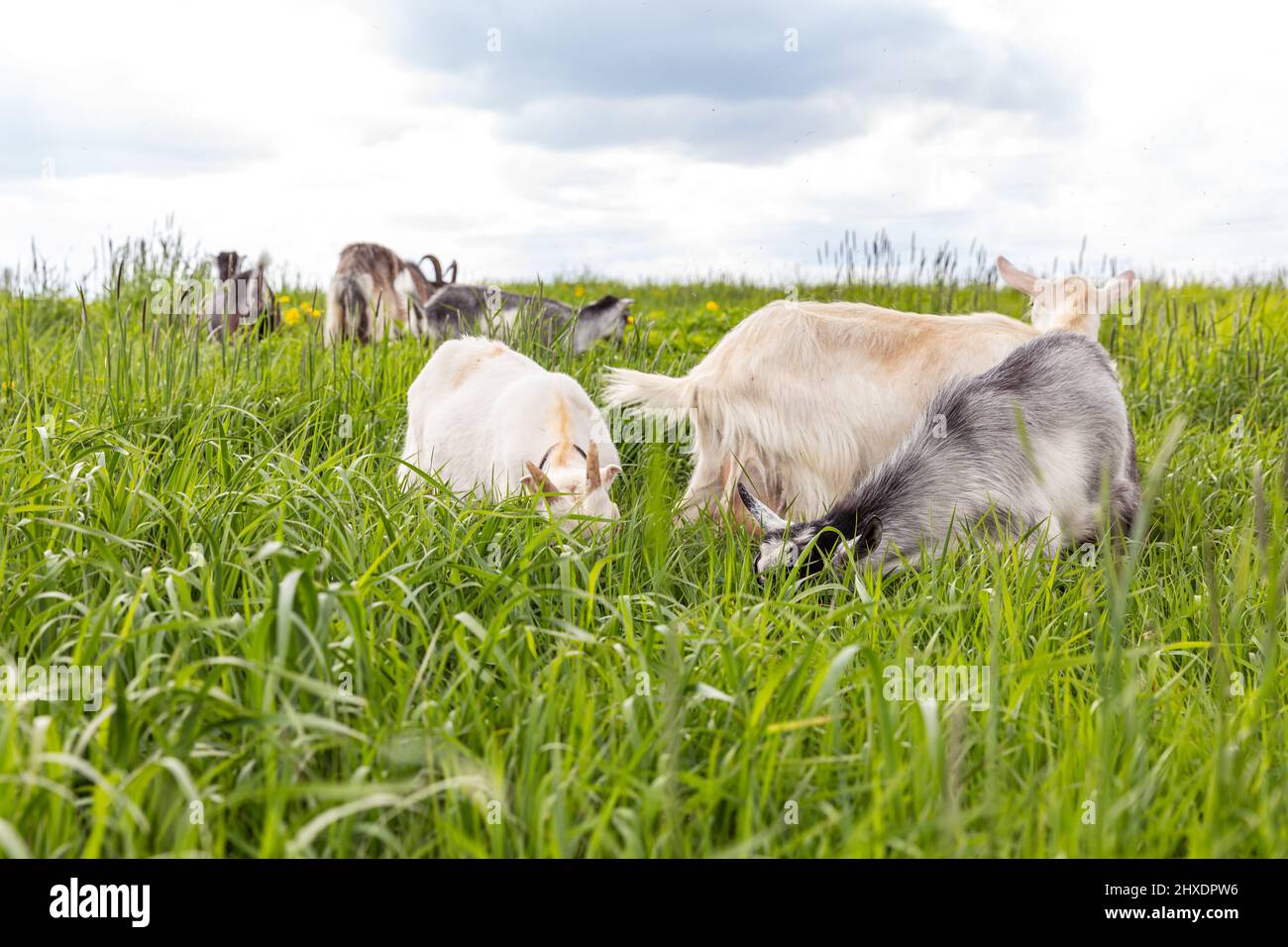 Cute free range goatling on organic natural eco animal farm freely ...