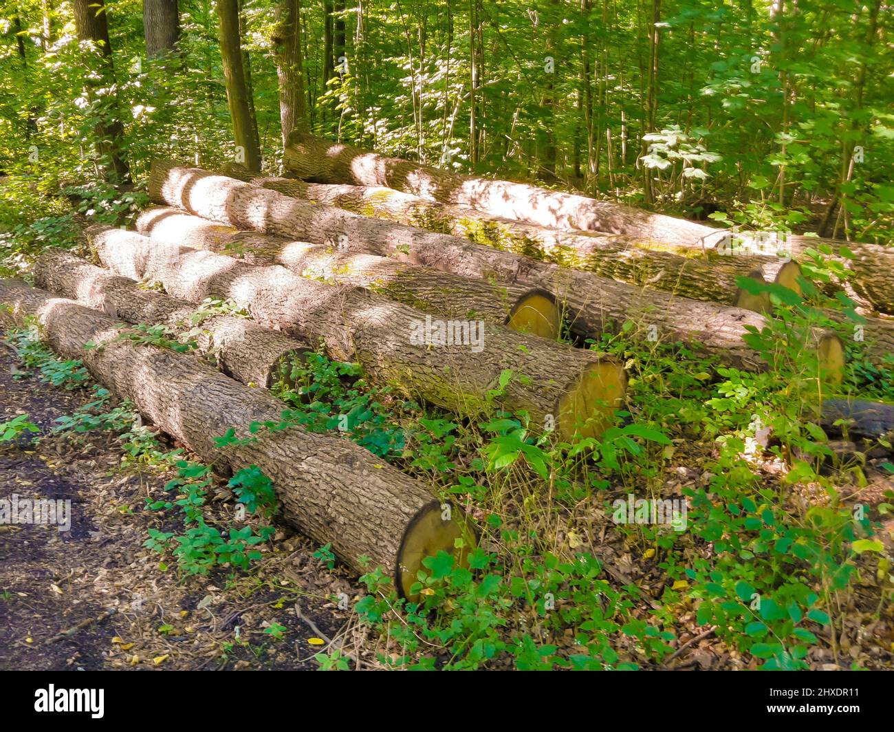 Pine forest line drawing hi-res stock photography and images - Alamy