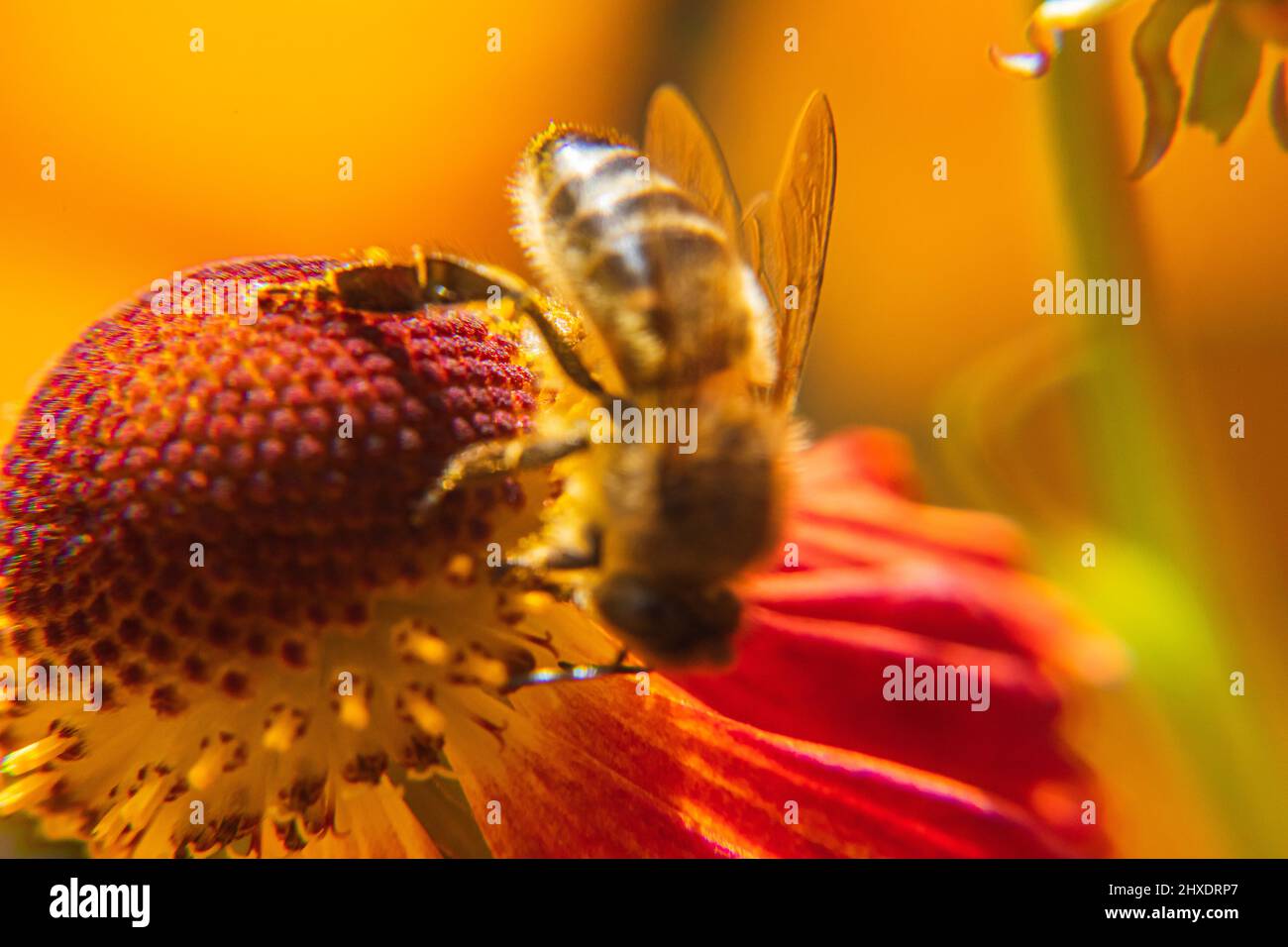 Honey bee covered with yellow pollen drink nectar, pollinating flower ...
