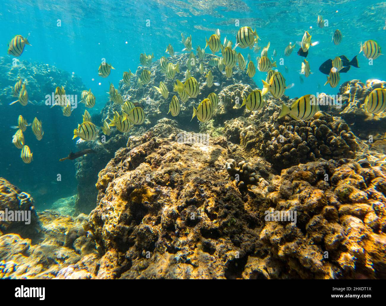 Coral bay 2022 hi-res stock photography and images - Alamy