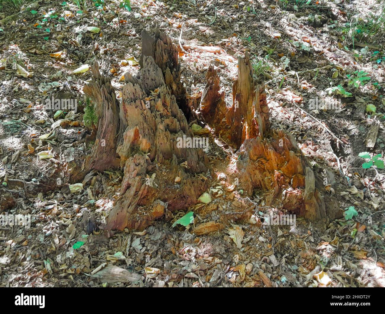 Tree chunk hi-res stock photography and images - Alamy