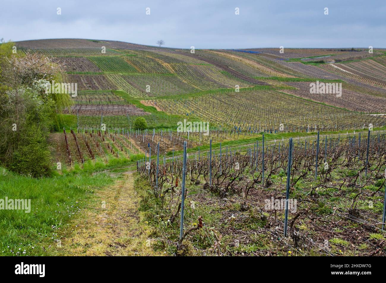 Agricultural landscape with vine yards in spring in Champagne-Ardenne ...