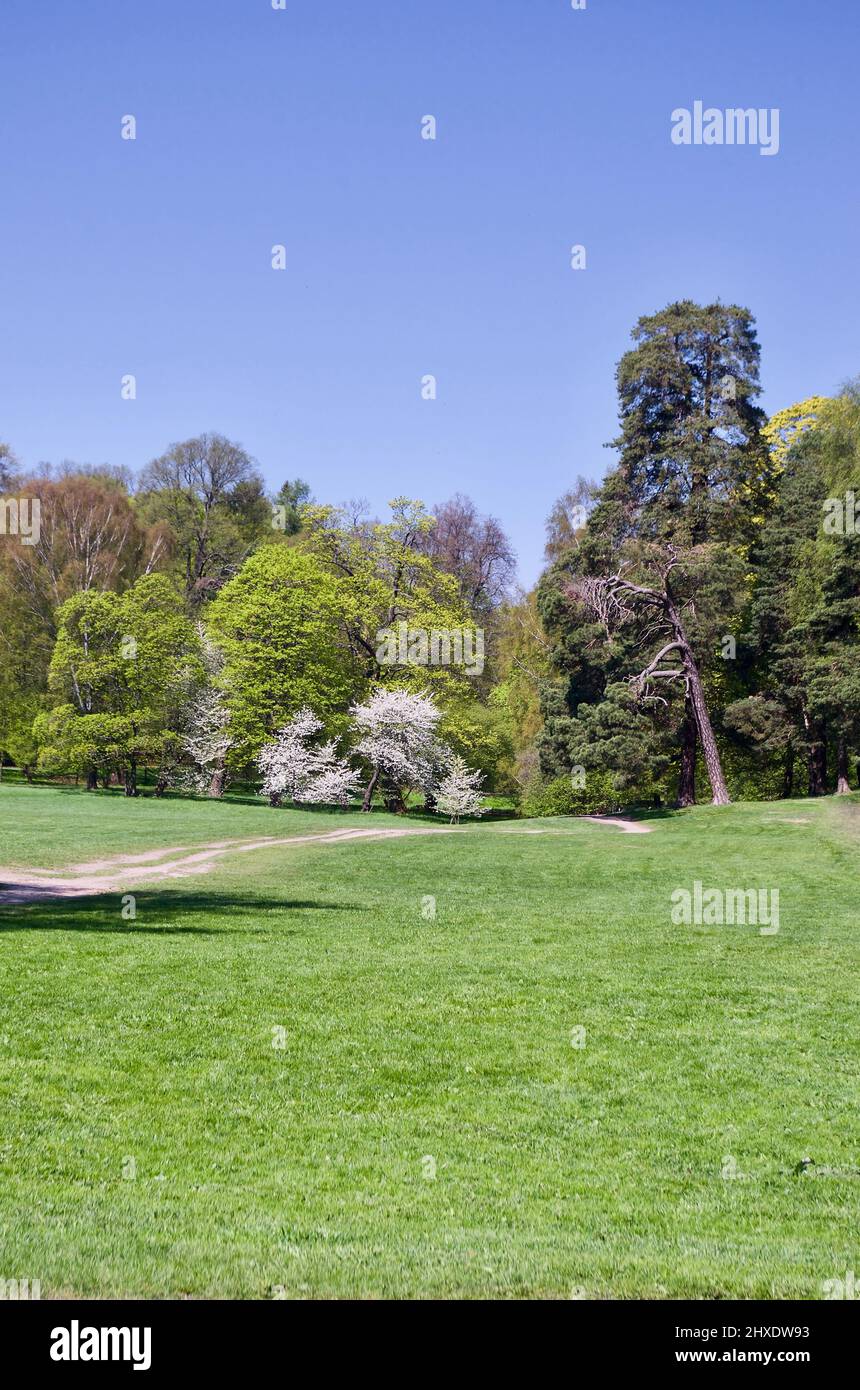 Walkway over a lawn in a public park with blooming bushes and trees ...