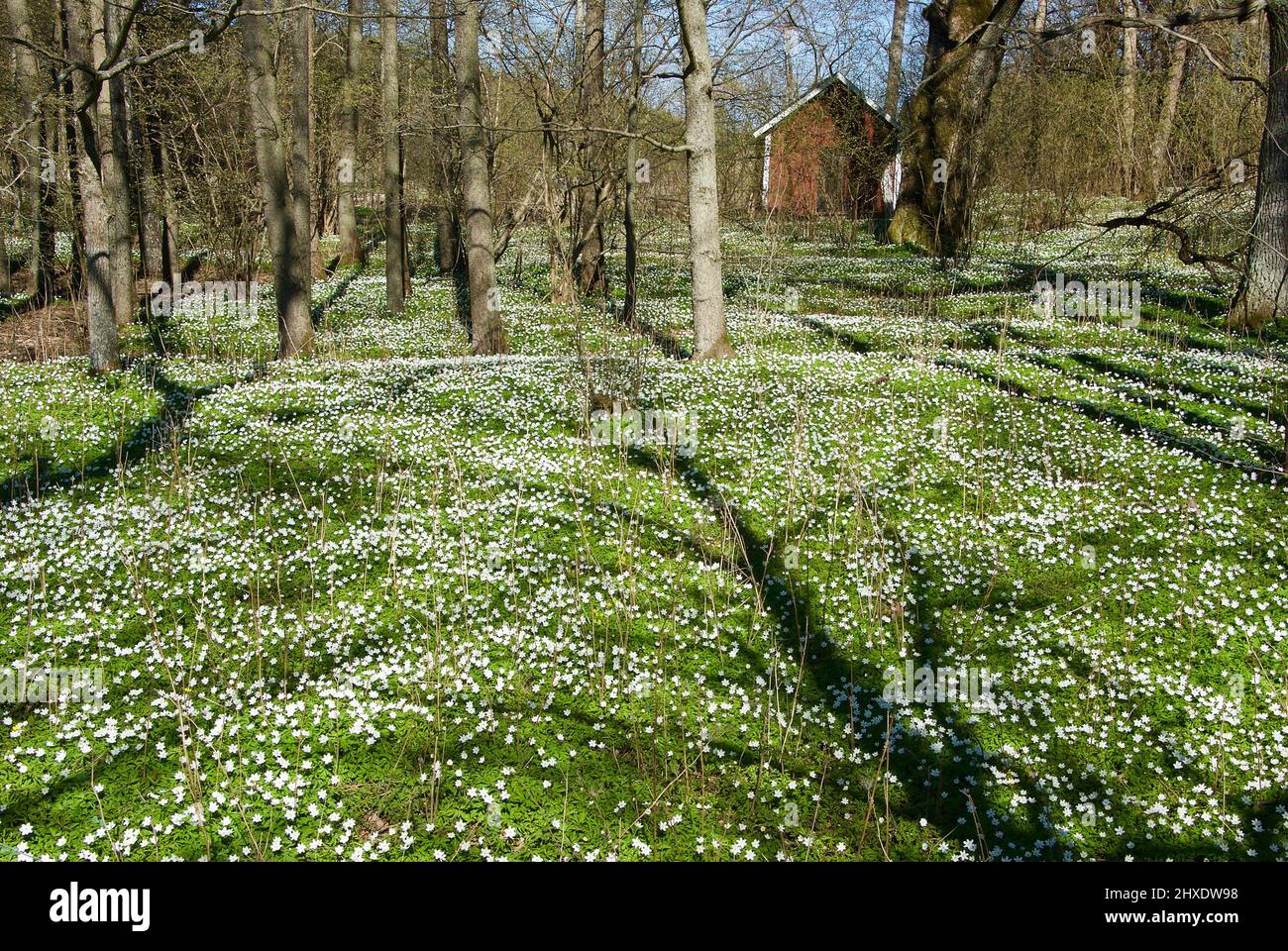 Swedish forest landscape in spring with flowering white wood anemones ...