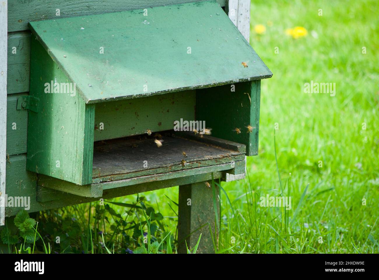 Close up of beehive opening with honey bees in cultivated fruit trees ...