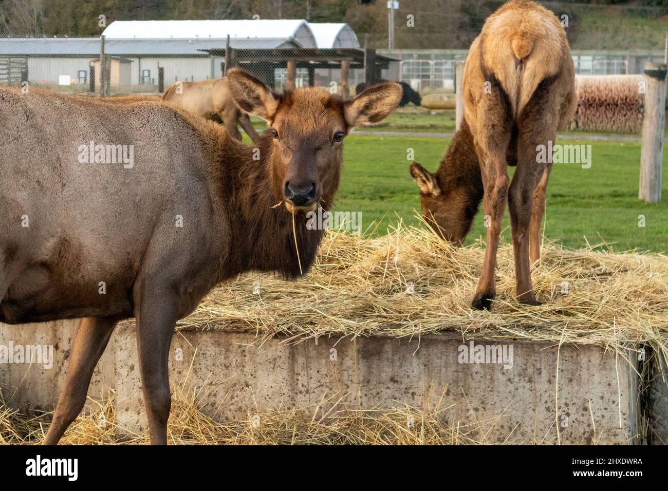 Elk animal group in meadow field hi-res stock photography and images ...