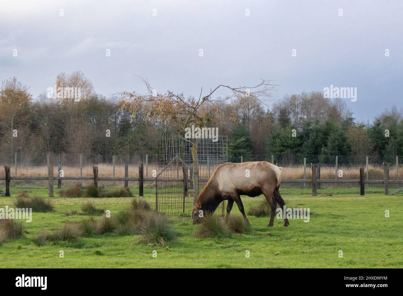 Elk animal group in meadow field hi-res stock photography and images ...