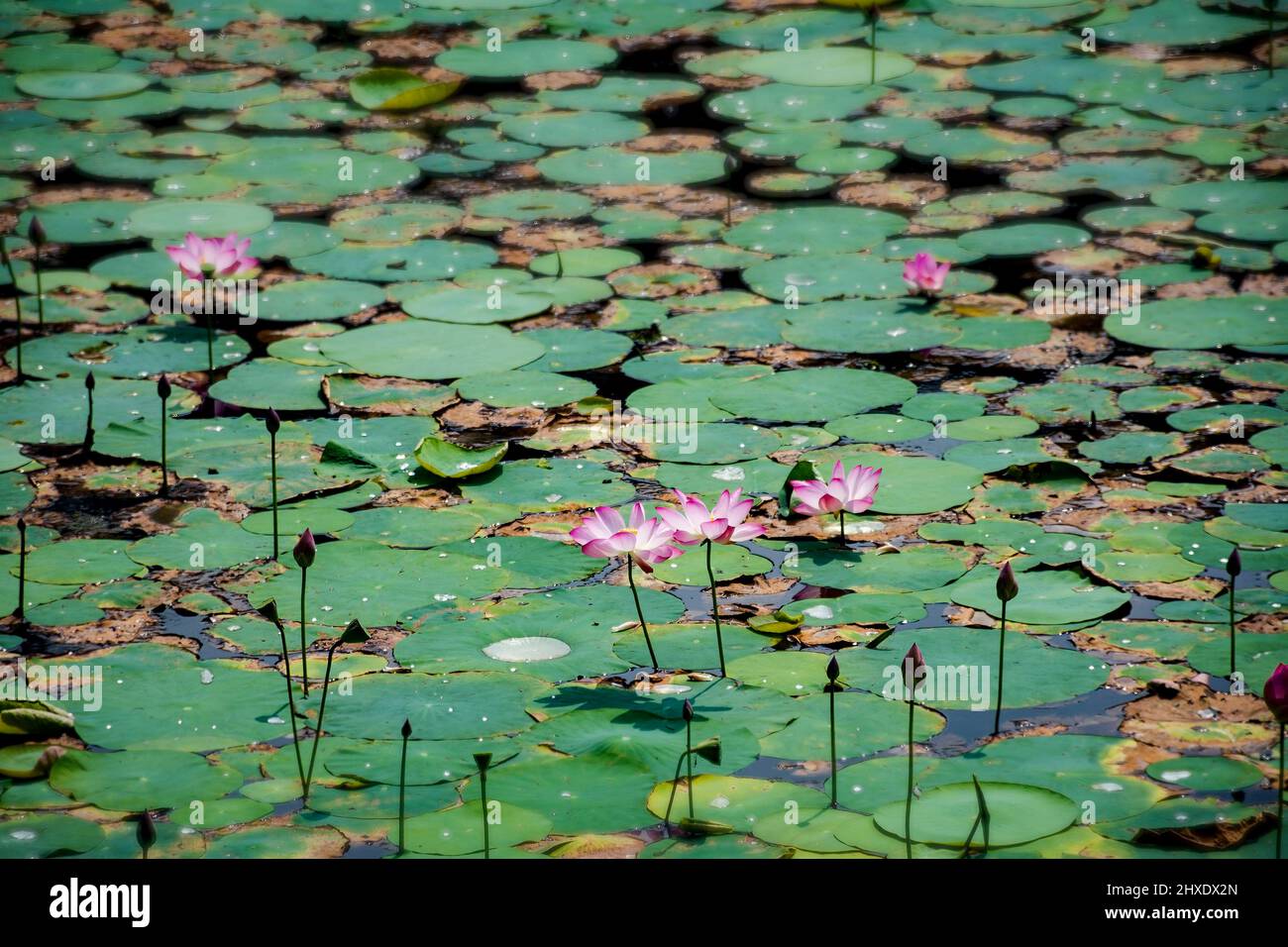 Lotus Flower, Nelumbo nucifera, on a pond of Botanical Garden Dhaka ...