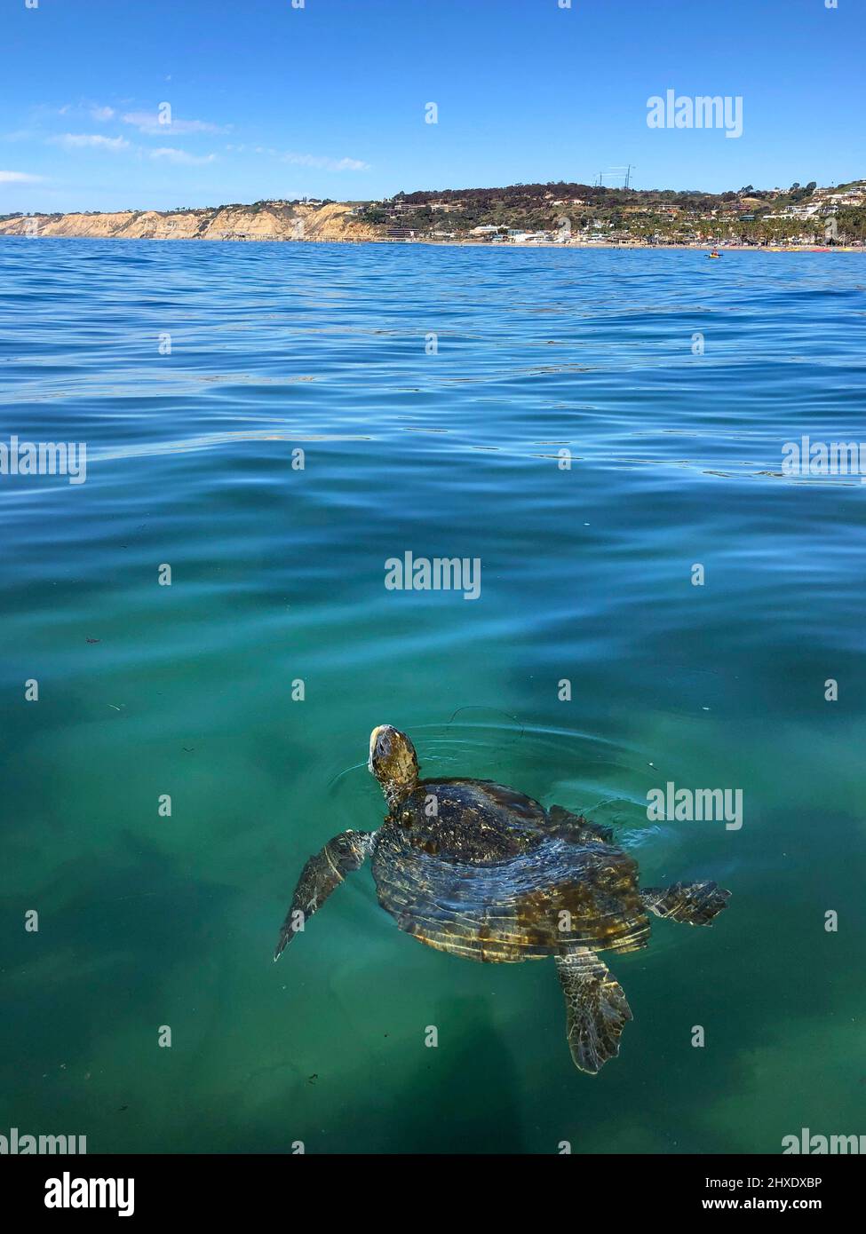 San Diego, California, USA. 28th Feb, 2022. An East Pacific green sea ...