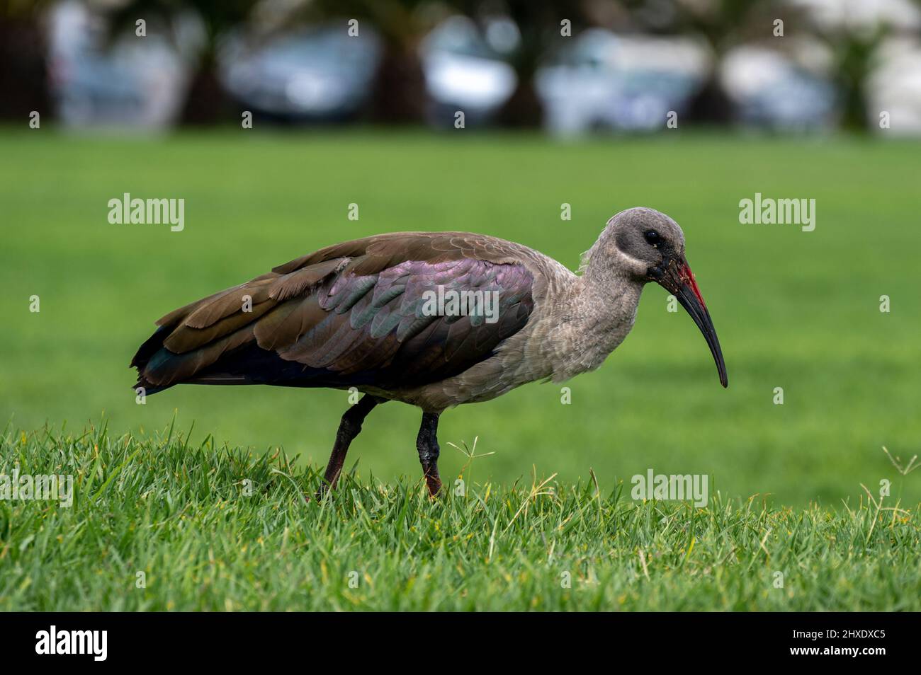 Hadada Ibis - Bostrychia hagedash also hadeda, water bird native to Sub ...
