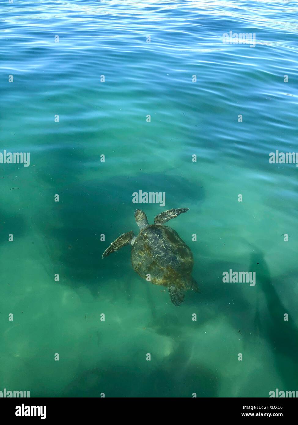 San Diego, California, USA. 28th Feb, 2022. An East Pacific green sea ...